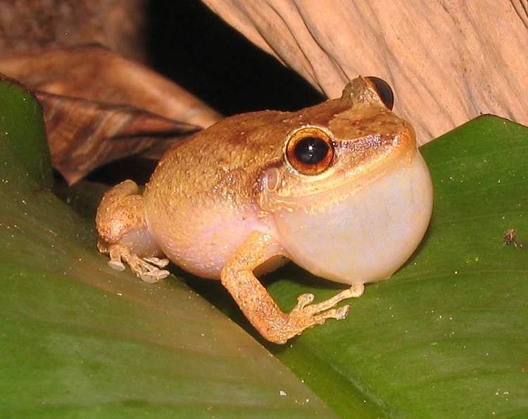 Amphibians